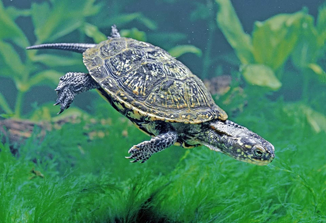 Tartaruga Emys orbicularis ©Giuseppe Mazza - L'Idea Magazine